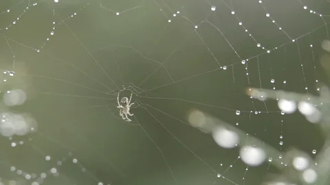 ‘Scorn Not the Sonnet’: The Versatility of this Beloved Poetic Form ...