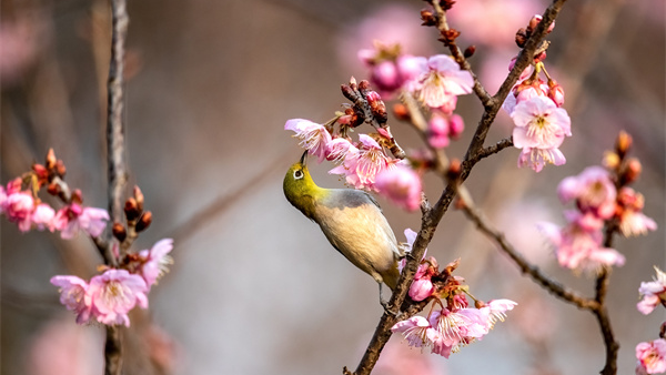 ‘Scorn Not the Sonnet’: The Versatility of this Beloved Poetic Form ...